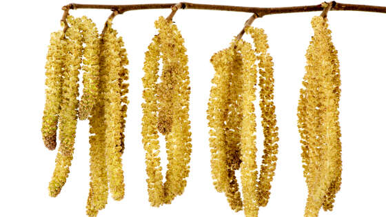 Heuschnupfen: Ursachen und Auslöser | Ratgeber-Allergie.com